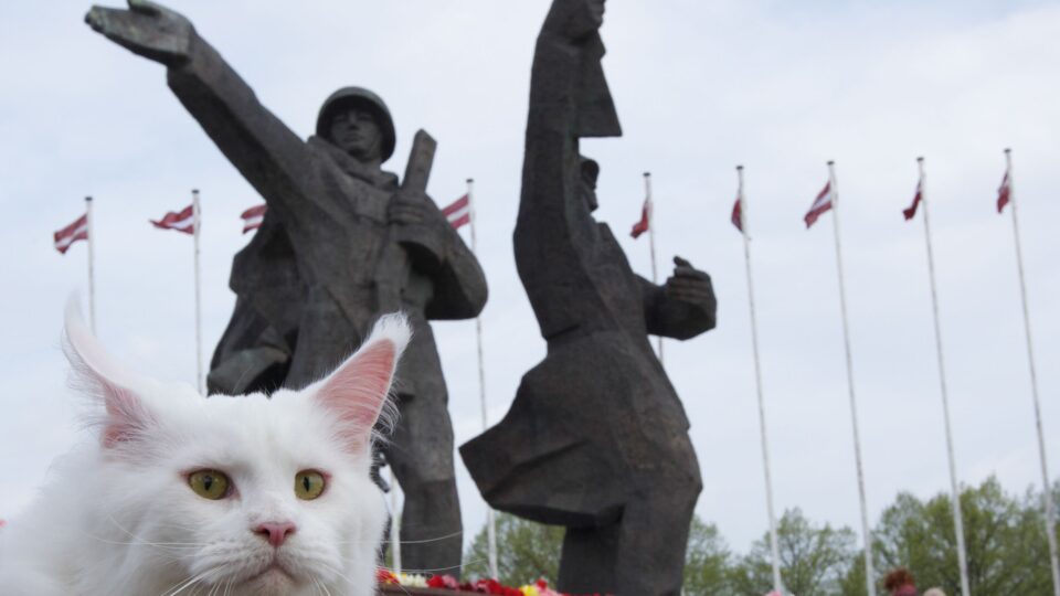 Cats in Riga - PARA:DOX:PARA:DOX